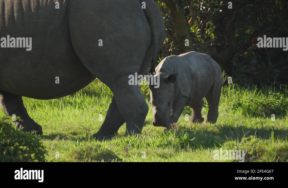 Nudge funny Stock Videos & Footage - HD and 4K Video Clips - Alamy