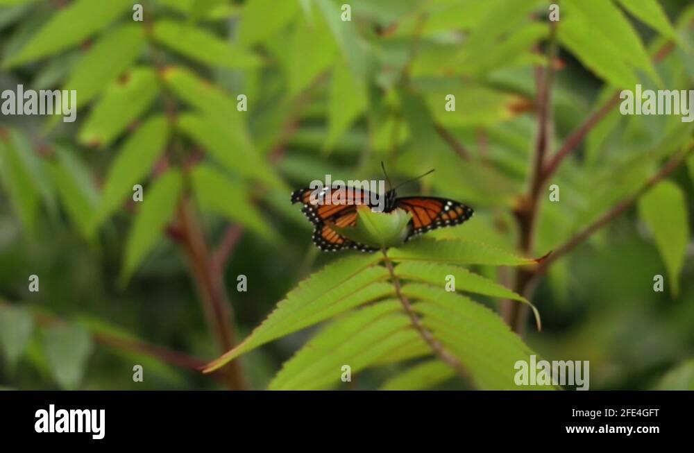 Wings horizontal format Stock Videos & Footage - HD and 4K Video Clips ...