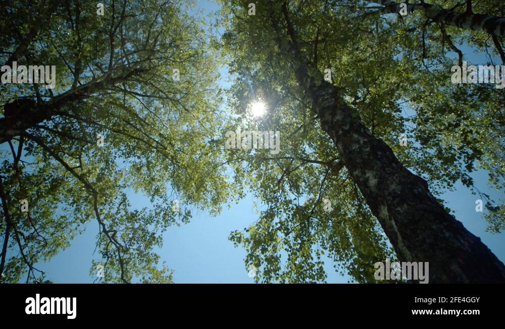 Komorebi Stock Videos & Footage - HD and 4K Video Clips - Alamy