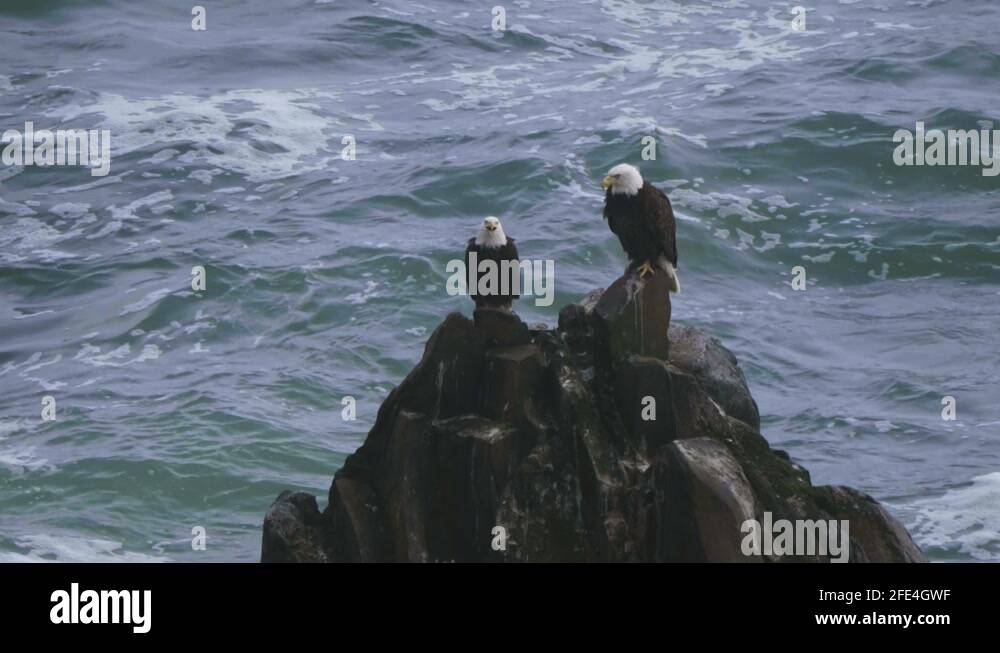 Pair couple two wings animal Stock Videos & Footage - HD and 4K Video Clips - Alamy