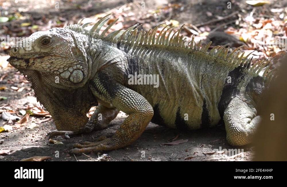 Iguana skin pattern Stock Videos & Footage - HD and 4K Video Clips - Alamy