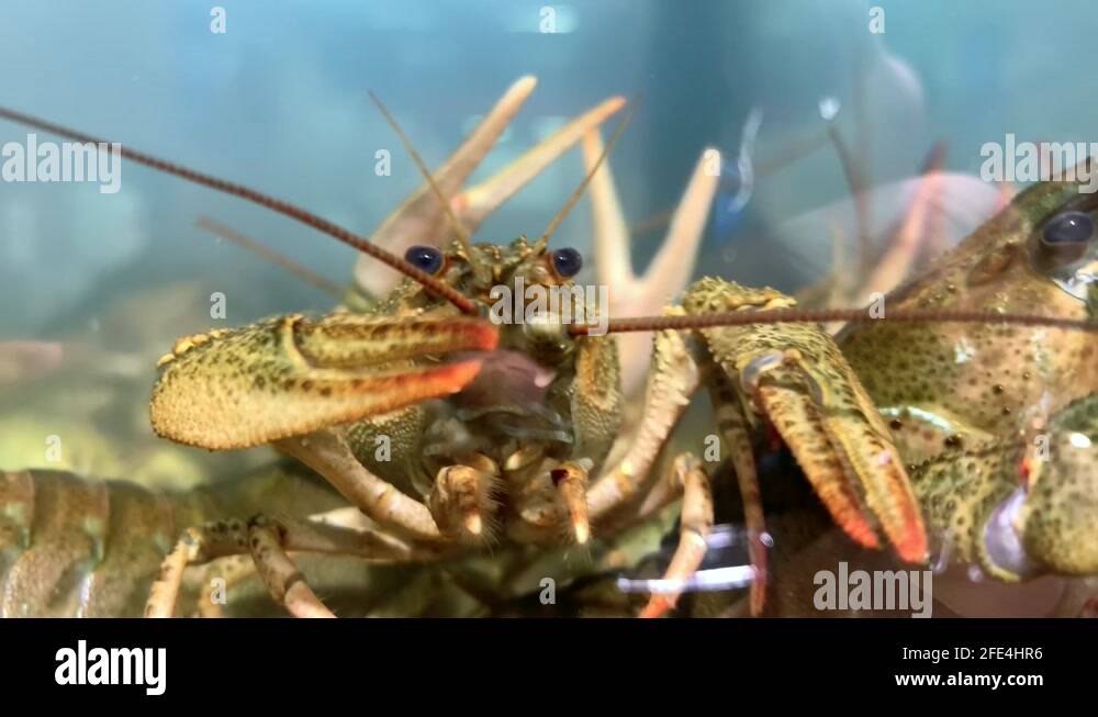 Live lobster water Stock Videos & Footage - HD and 4K Video Clips - Alamy