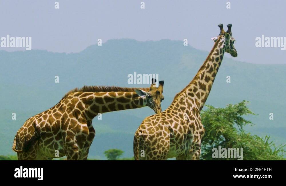 Affection in animals Stock Videos & Footage - HD and 4K Video Clips - Alamy