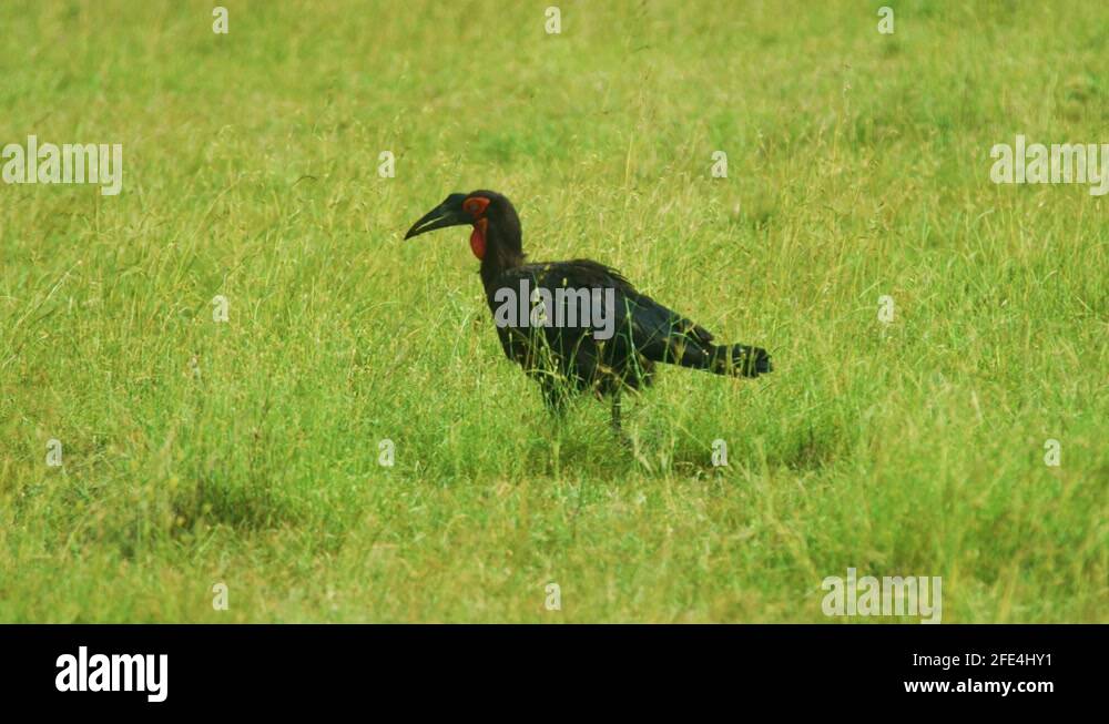 Red black ground hornbill walking grass Stock Videos & Footage - HD and ...