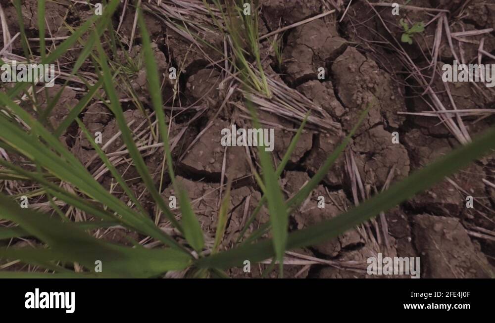 Lack rainfall Stock Videos & Footage - HD and 4K Video Clips - Alamy