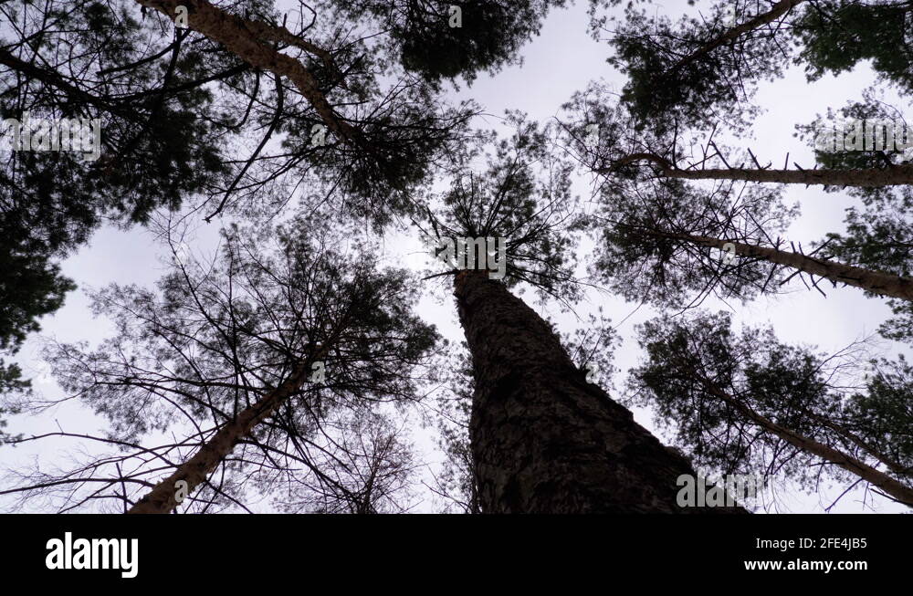 Dark Creepy Forest. Bottom view of Tree Trunks and Branches Against a ...
