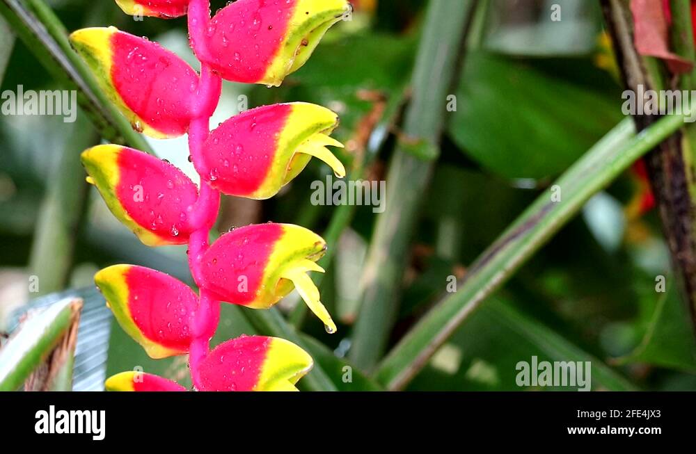 False plantain Stock Videos & Footage - HD and 4K Video Clips - Alamy