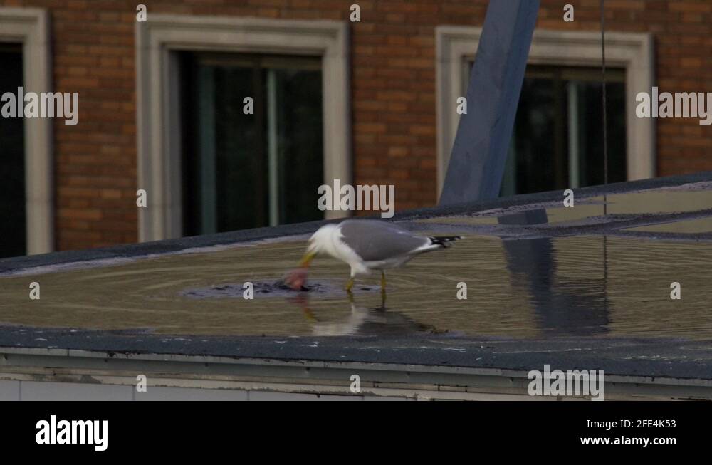 Bird eating another bird Stock Videos & Footage - HD and 4K Video Clips ...