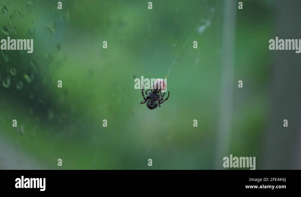 ladybug caught in spider's web, the spider eating ladybug Stock Video ...