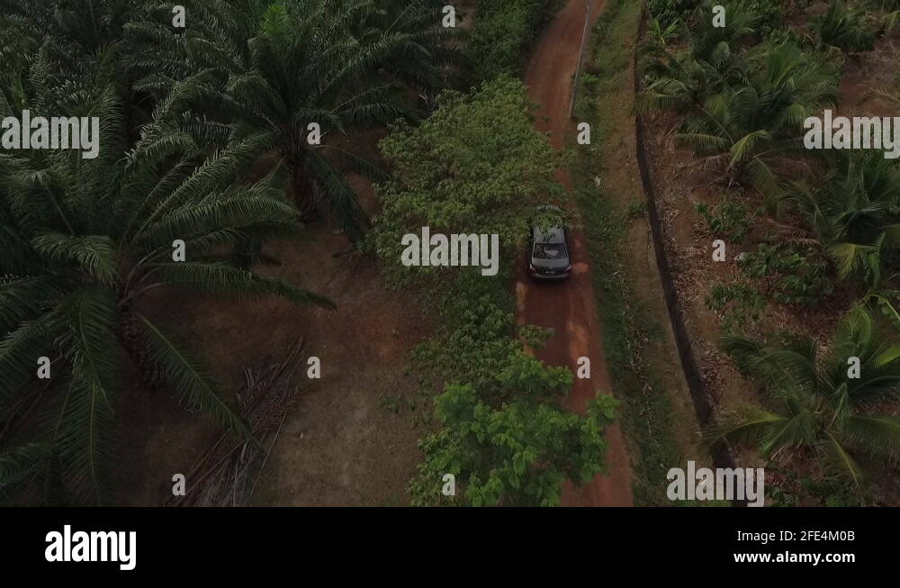 Cocoa plantation landscape Stock Videos & Footage - HD and 4K Video ...