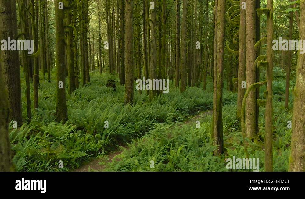 Moss trees in bc forest Stock Videos & Footage - HD and 4K Video Clips ...