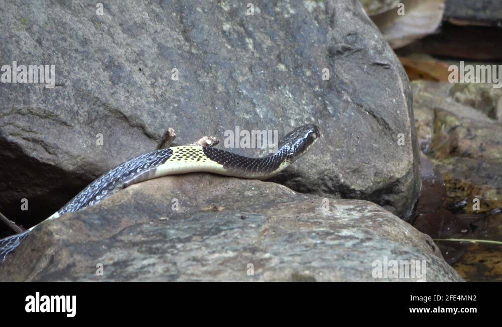 Malaysia snake Stock Videos & Footage - HD and 4K Video Clips - Alamy