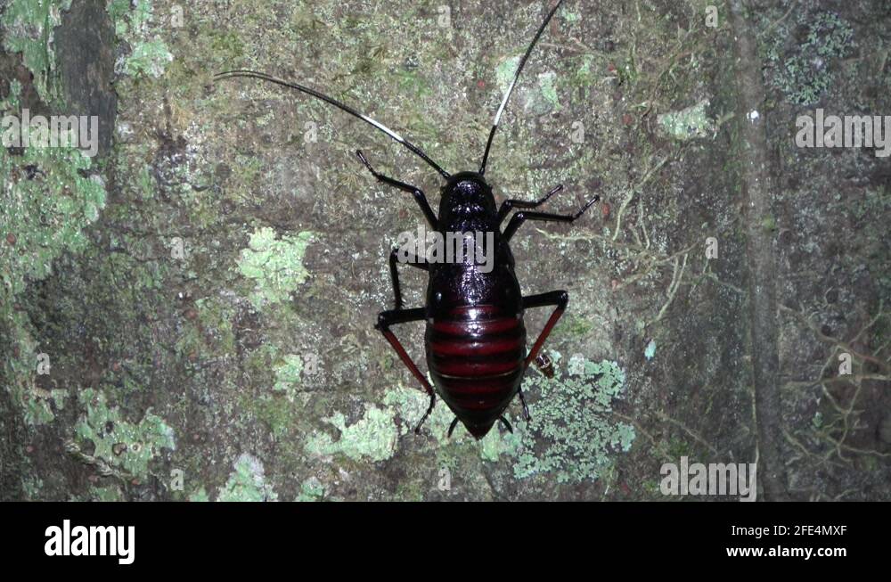 Cockroach imago Stock Videos & Footage - HD and 4K Video Clips - Alamy