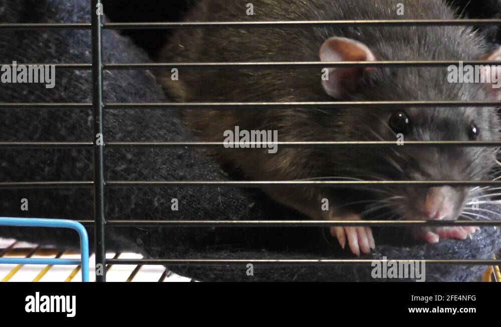 Rat mobile Stock Videos & Footage - HD and 4K Video Clips - Alamy