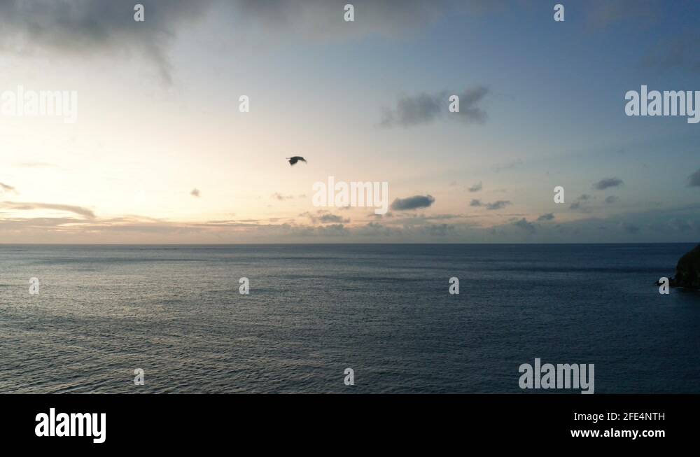 Flying fox bat pacific Stock Videos & Footage - HD and 4K Video Clips ...