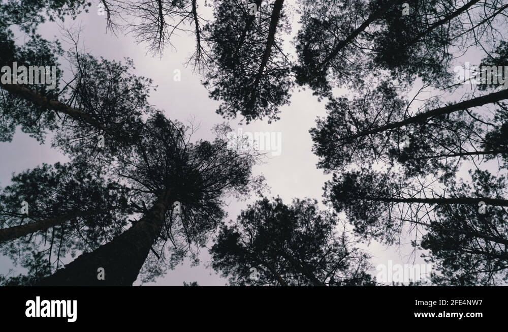 Dark Creepy Forest. Bottom view of Tree Trunks and Branches Against a ...