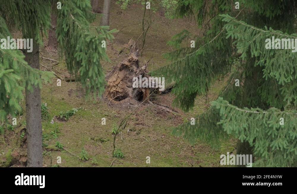 Tree root sticking out Stock Videos & Footage - HD and 4K Video Clips ...