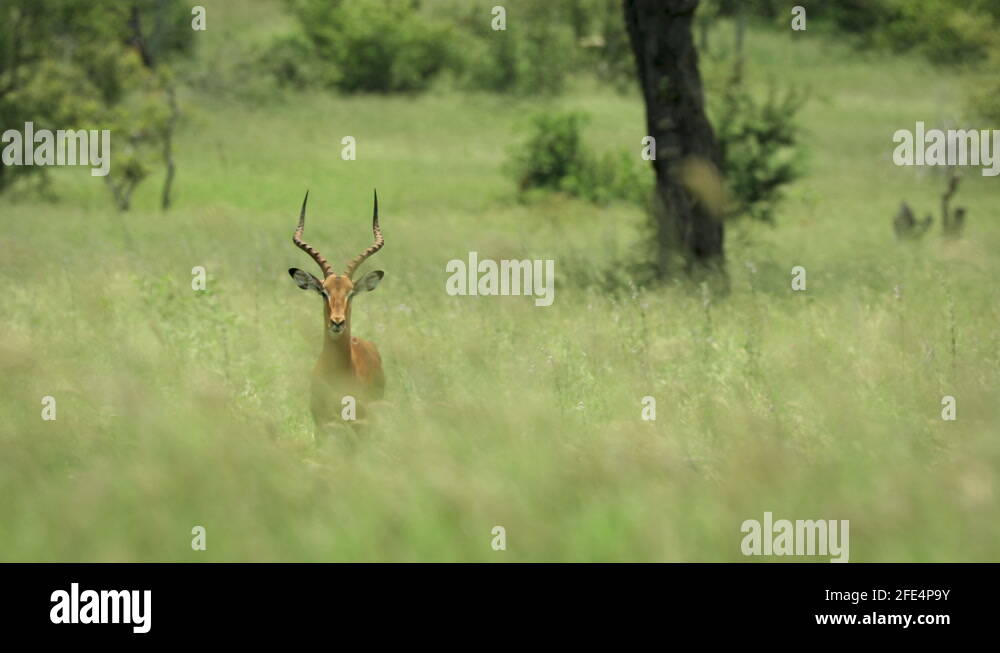 Male impala Stock Videos & Footage - HD and 4K Video Clips - Alamy