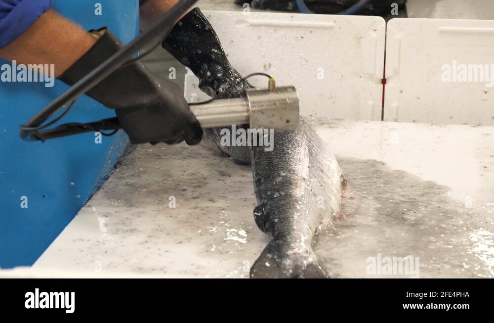 Cleaning the skin of a salmon fish in a restaurant kitchen with a ...