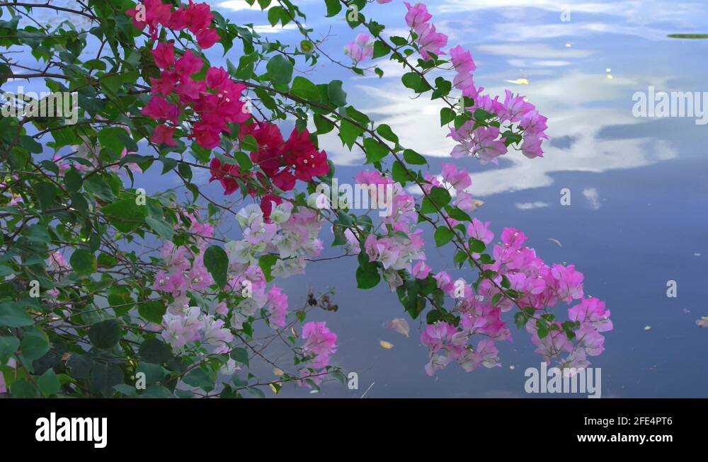 Shocking pink flower Stock Videos & Footage - HD and 4K Video Clips - Alamy