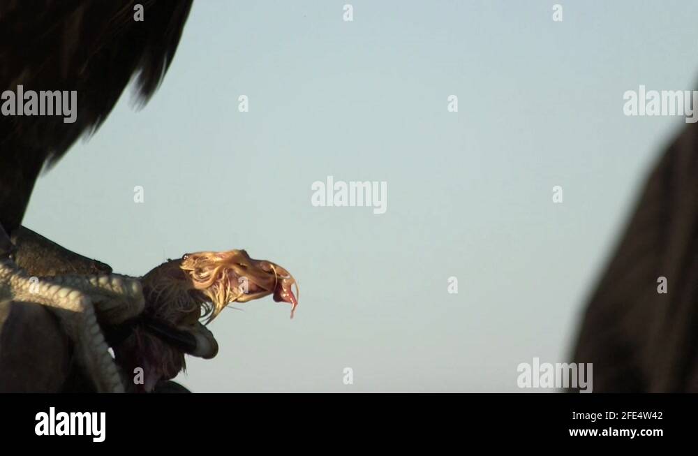 Chicken hawk Stock Videos & Footage - HD and 4K Video Clips - Alamy
