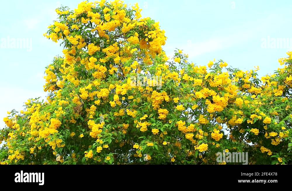 Tabebuia aurea flower Stock Videos & Footage - HD and 4K Video Clips ...