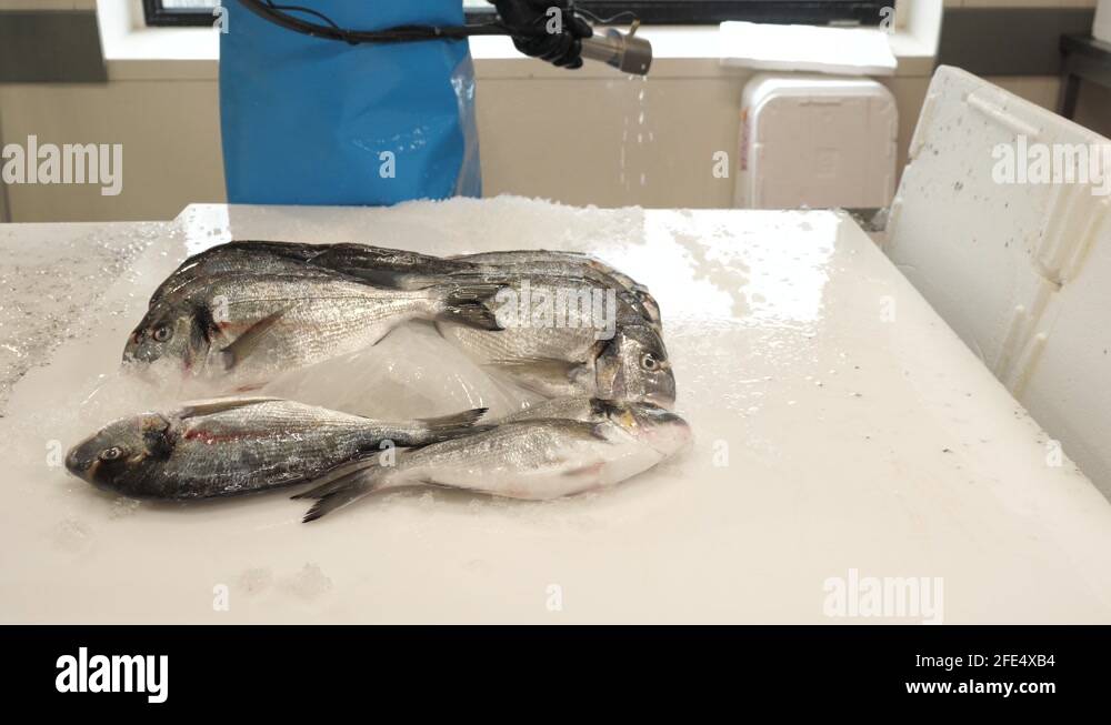 Cleaning the skin of a fish in a restaurant kitchen with a handheld ...