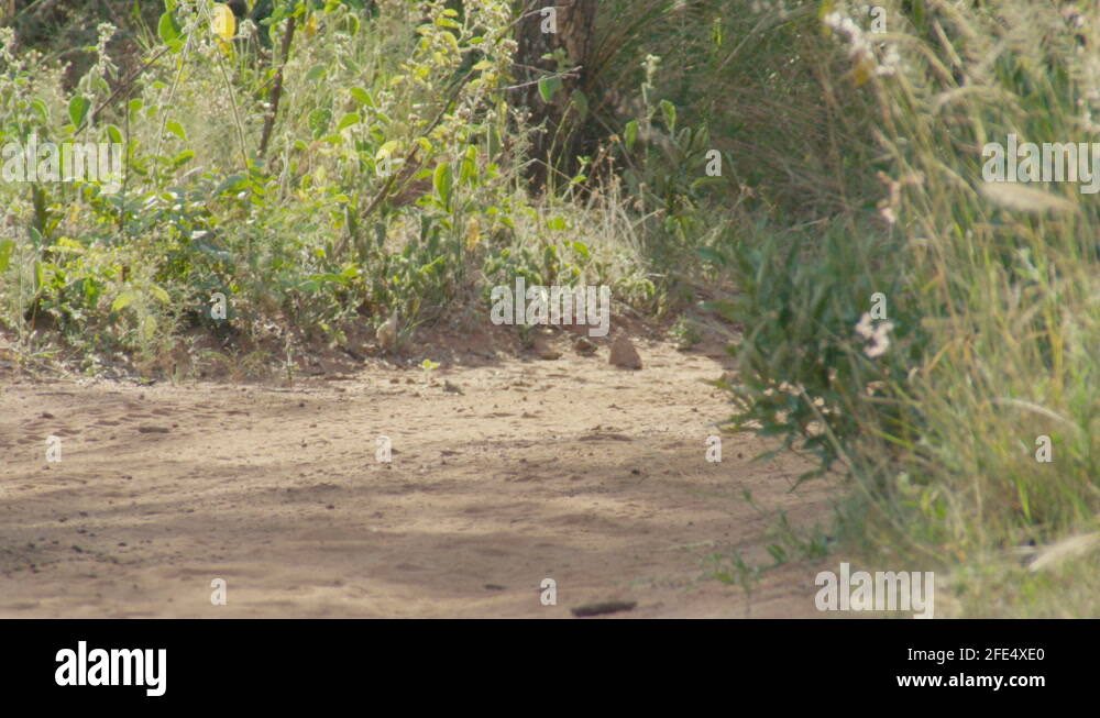 Hooves africa Stock Videos & Footage - HD and 4K Video Clips - Alamy