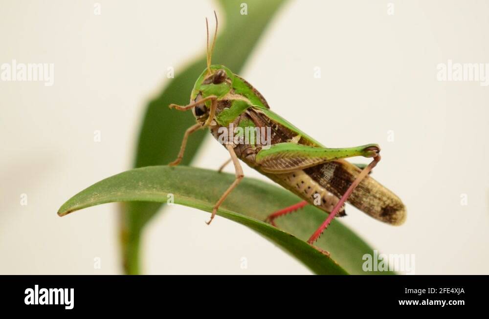 Desert locust plague Stock Videos & Footage - HD and 4K Video Clips - Alamy