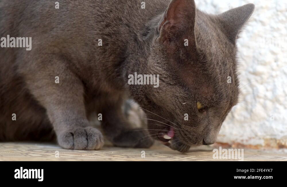 Pet predator Stock Videos & Footage - HD and 4K Video Clips - Alamy