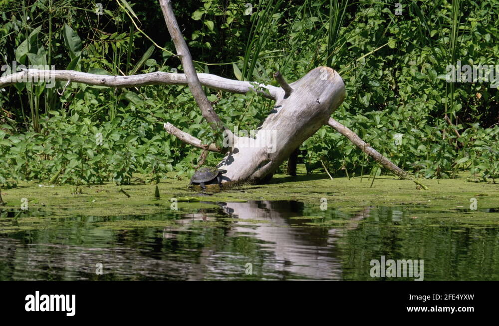 Log in the river Stock Videos & Footage - HD and 4K Video Clips - Alamy