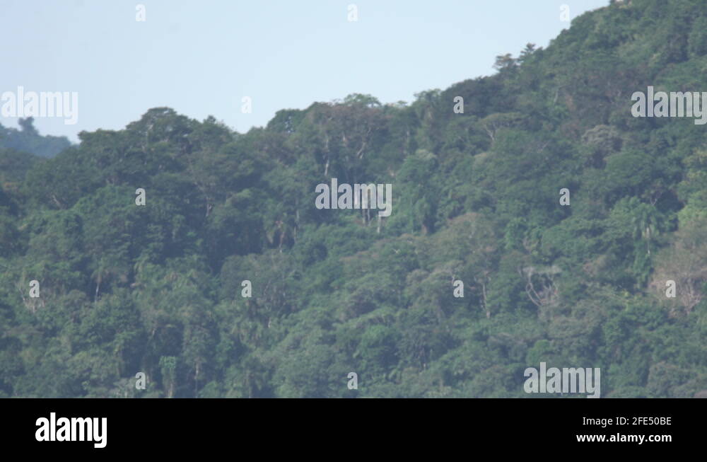 Strong heatwaves in a hot sunny day of a rainforest Stock Video Footage ...