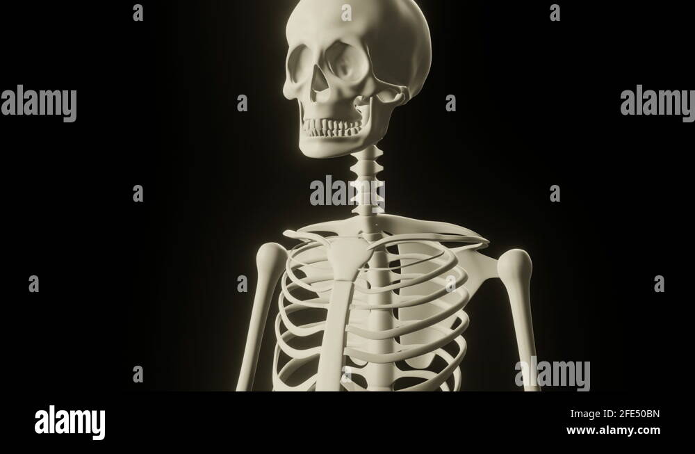 Back anatomy artwork Stock Videos & Footage - HD and 4K Video Clips - Alamy