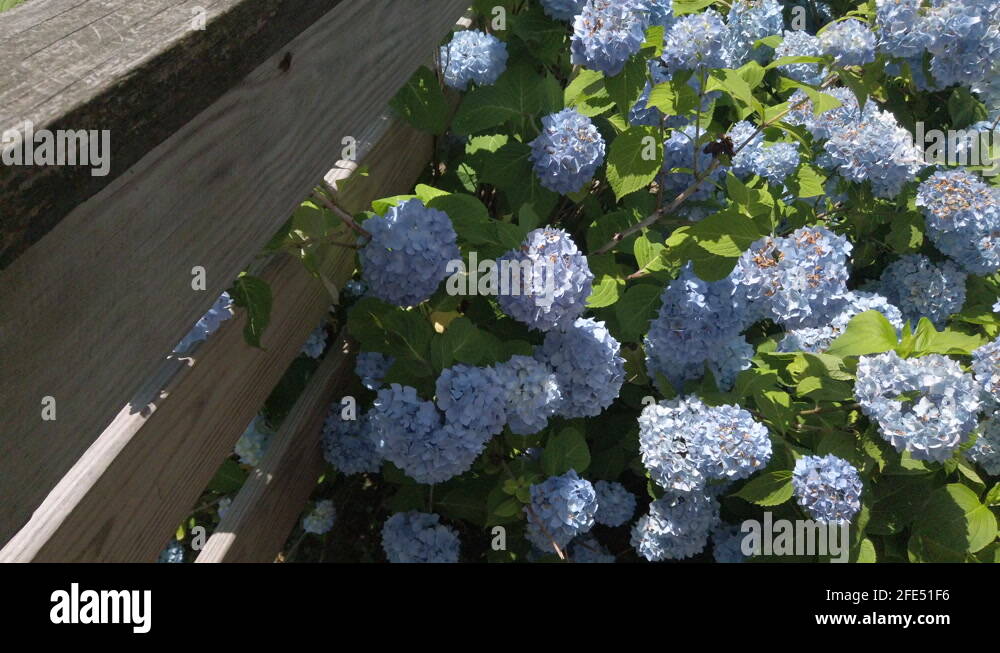Beautiful hydrangeas Stock Videos & Footage - HD and 4K Video Clips - Alamy