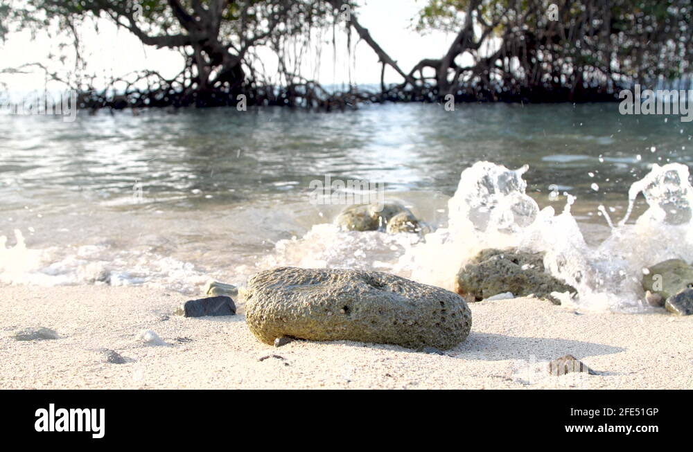 Sand sandy mangrove Stock Videos & Footage - HD and 4K Video Clips - Alamy