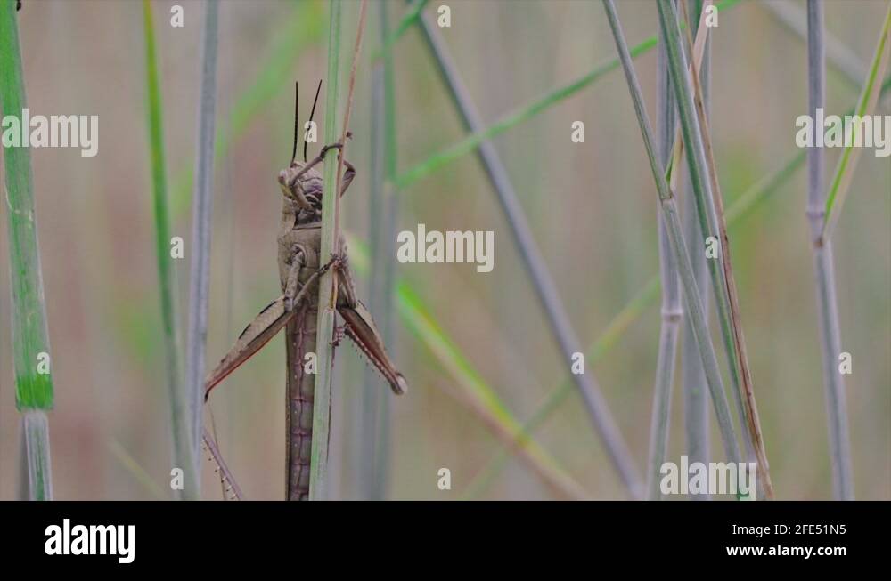 Caelifera grasshopper Stock Videos & Footage - HD and 4K Video Clips ...