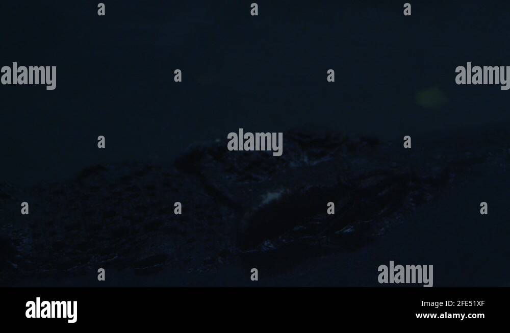 Back scales Stock Videos & Footage - HD and 4K Video Clips - Alamy