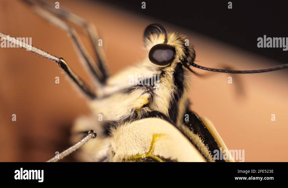 Butterfly swallowtail macro close Stock Videos & Footage - HD and 4K ...