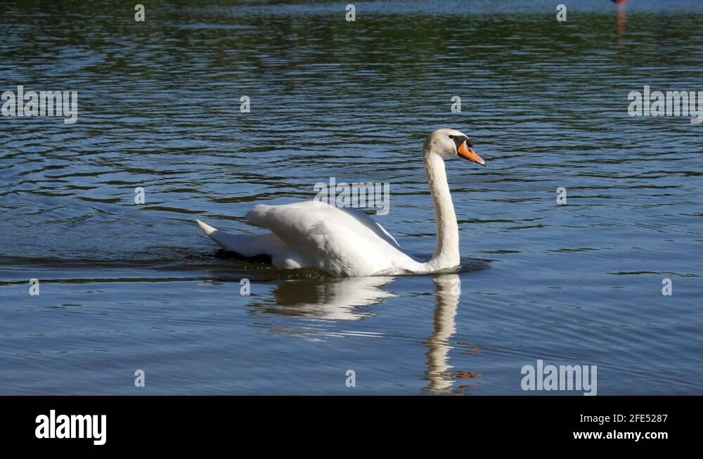 Swimming on a swan lake swimming on a swan lake Stock Videos & Footage ...
