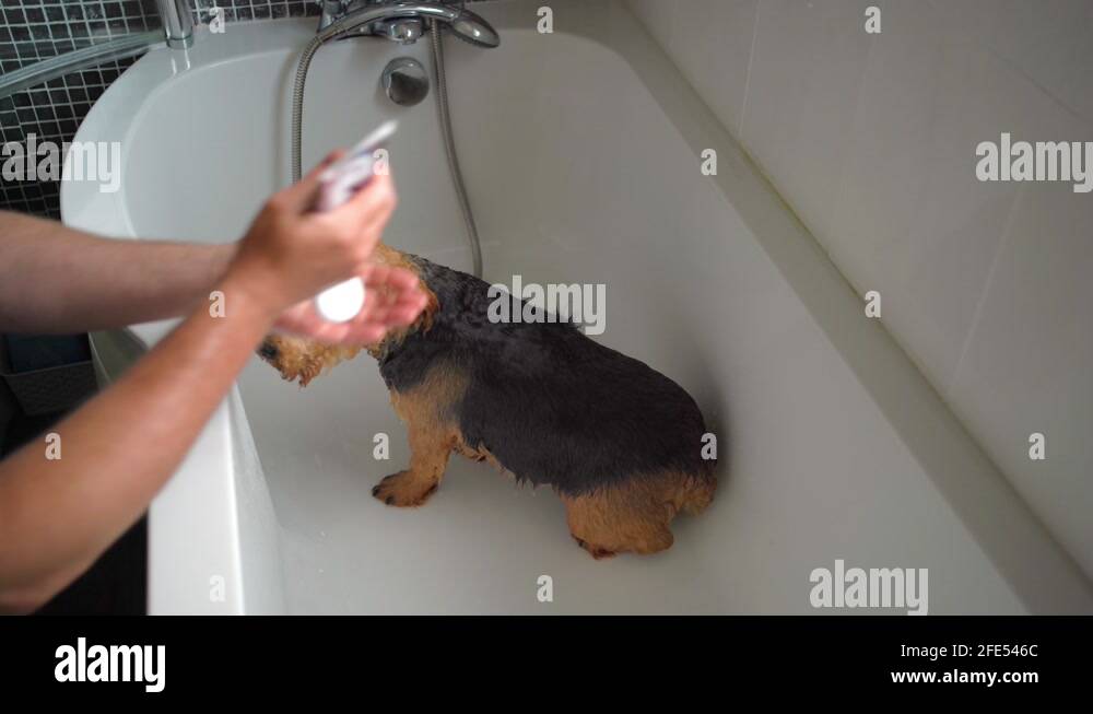 Dog bath tub Stock Videos & Footage - HD and 4K Video Clips - Alamy