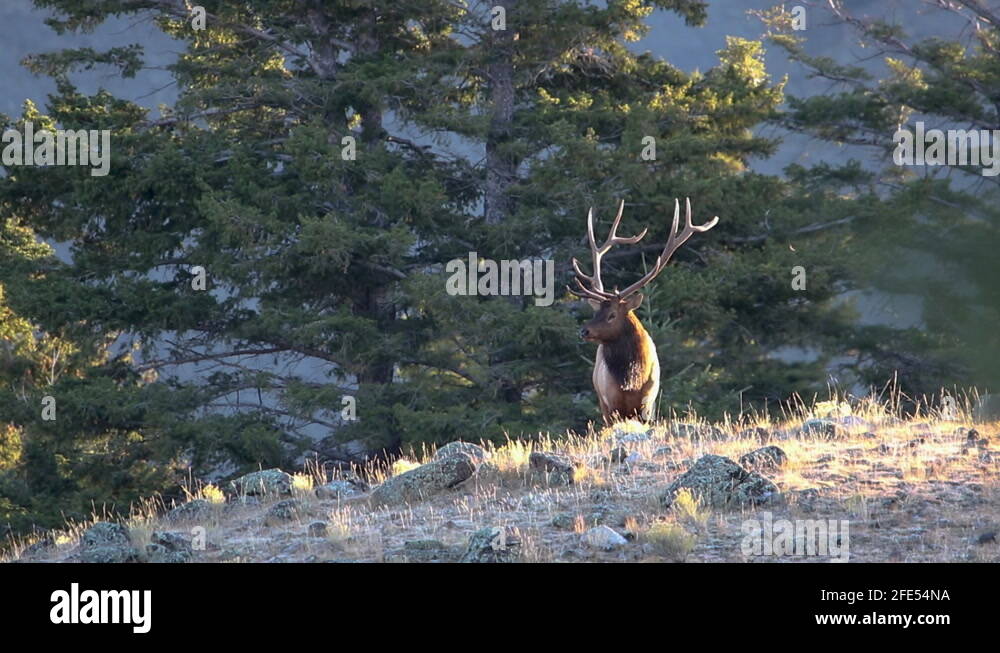 Large bull (male) elk with big antlers standing in rocky field and ...