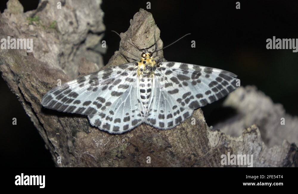 Geometridae moth Stock Videos & Footage - HD and 4K Video Clips - Alamy
