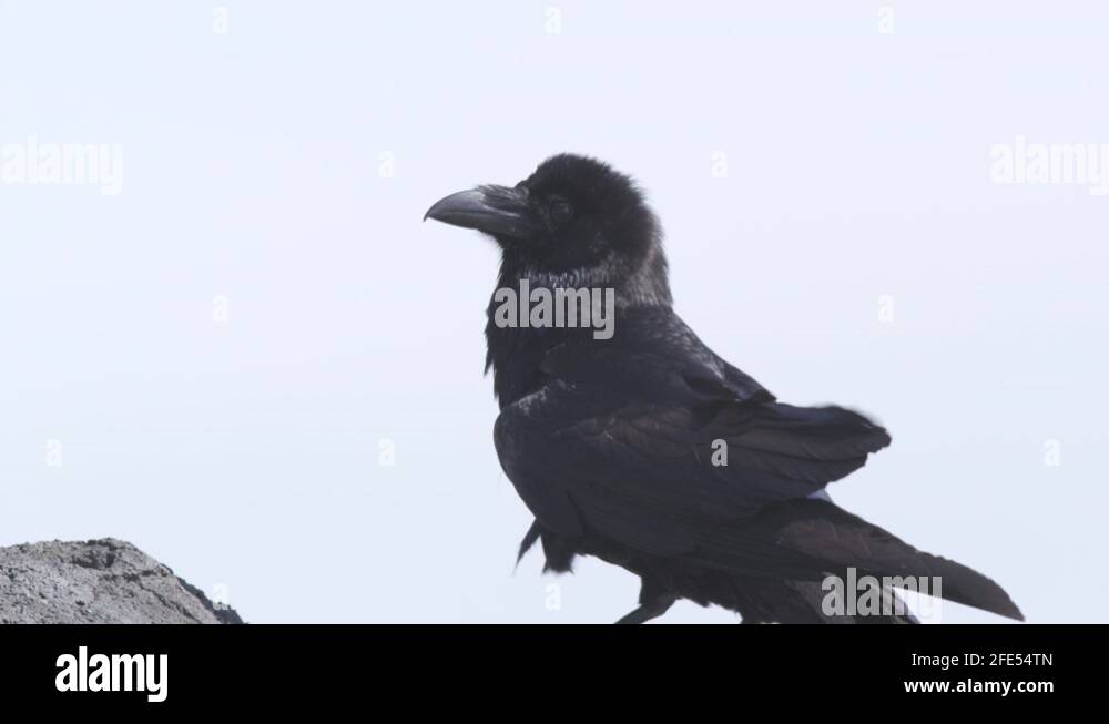 Raven habitat Stock Videos & Footage - HD and 4K Video Clips - Alamy