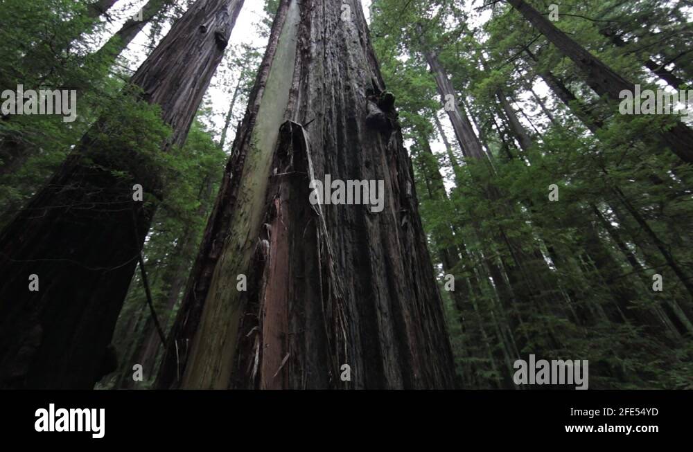Looking up into the tree Stock Videos & Footage - HD and 4K Video Clips ...