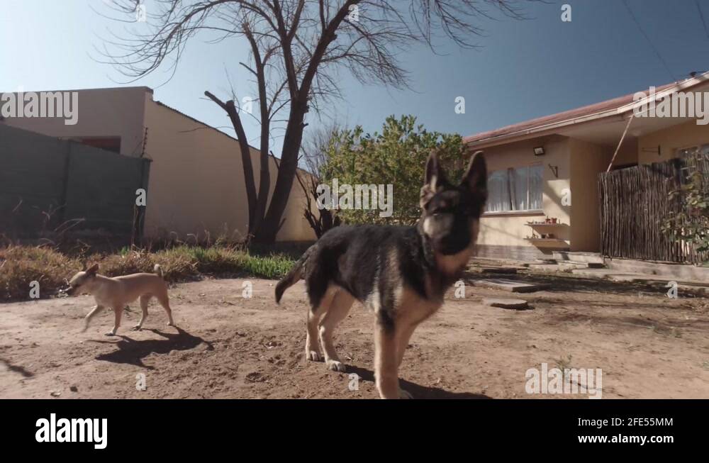 Tow dogs Stock Videos & Footage - HD and 4K Video Clips - Alamy