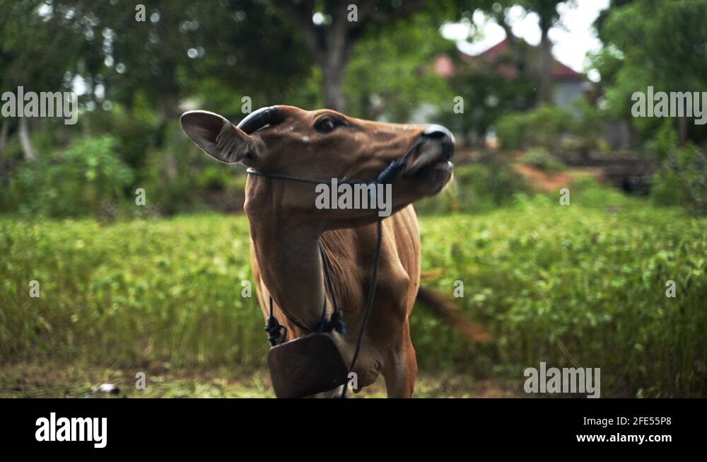 Traditional tradition farm field village Stock Videos & Footage - HD ...