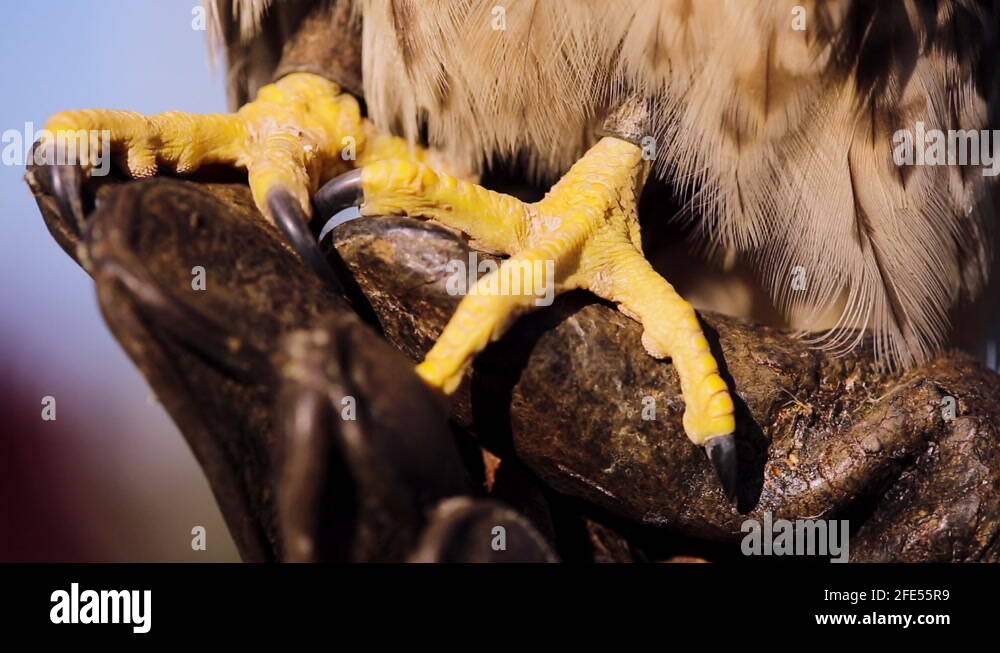 Gripping bird Stock Videos & Footage - HD and 4K Video Clips - Alamy