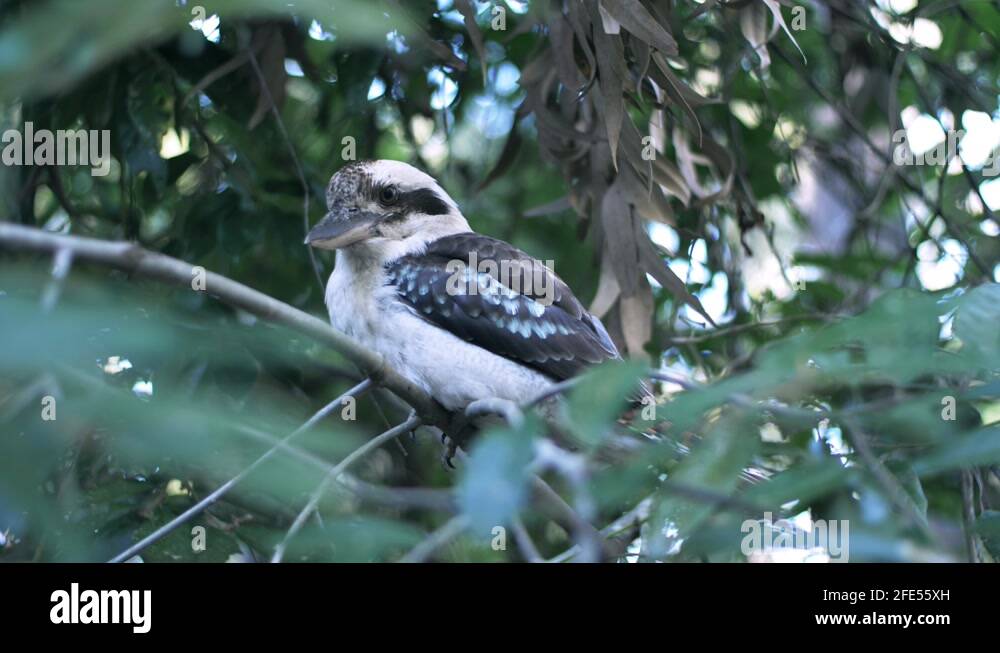 Australian tree branch Stock Videos & Footage - HD and 4K Video Clips ...