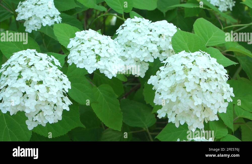 Hydrangea arborescens Stock Videos & Footage - HD and 4K Video Clips ...