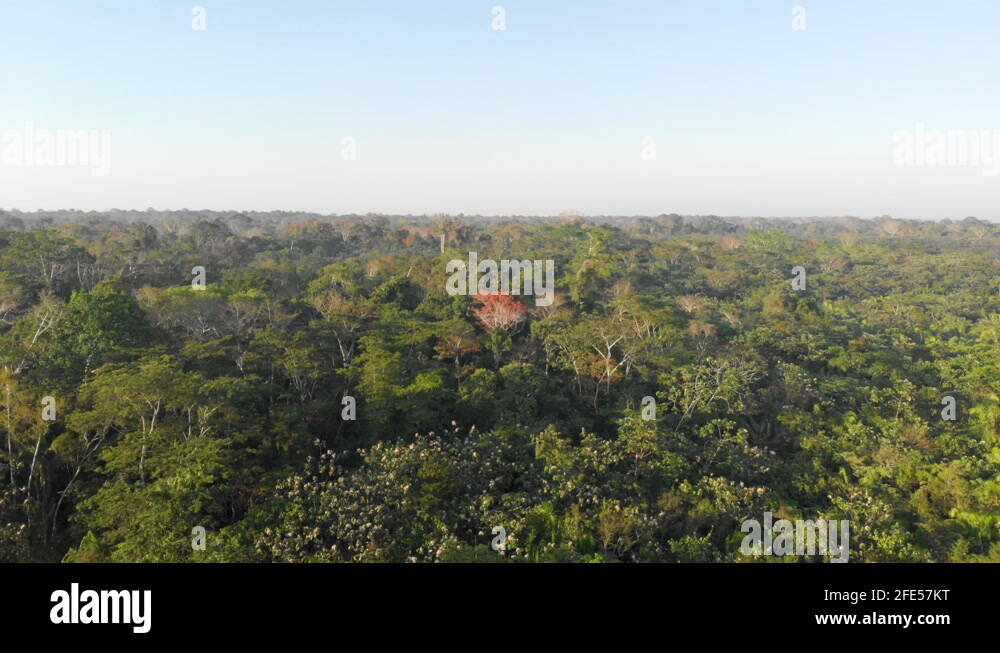 Drone over jungle trees of peruvian amazon rainforest Stock Video ...